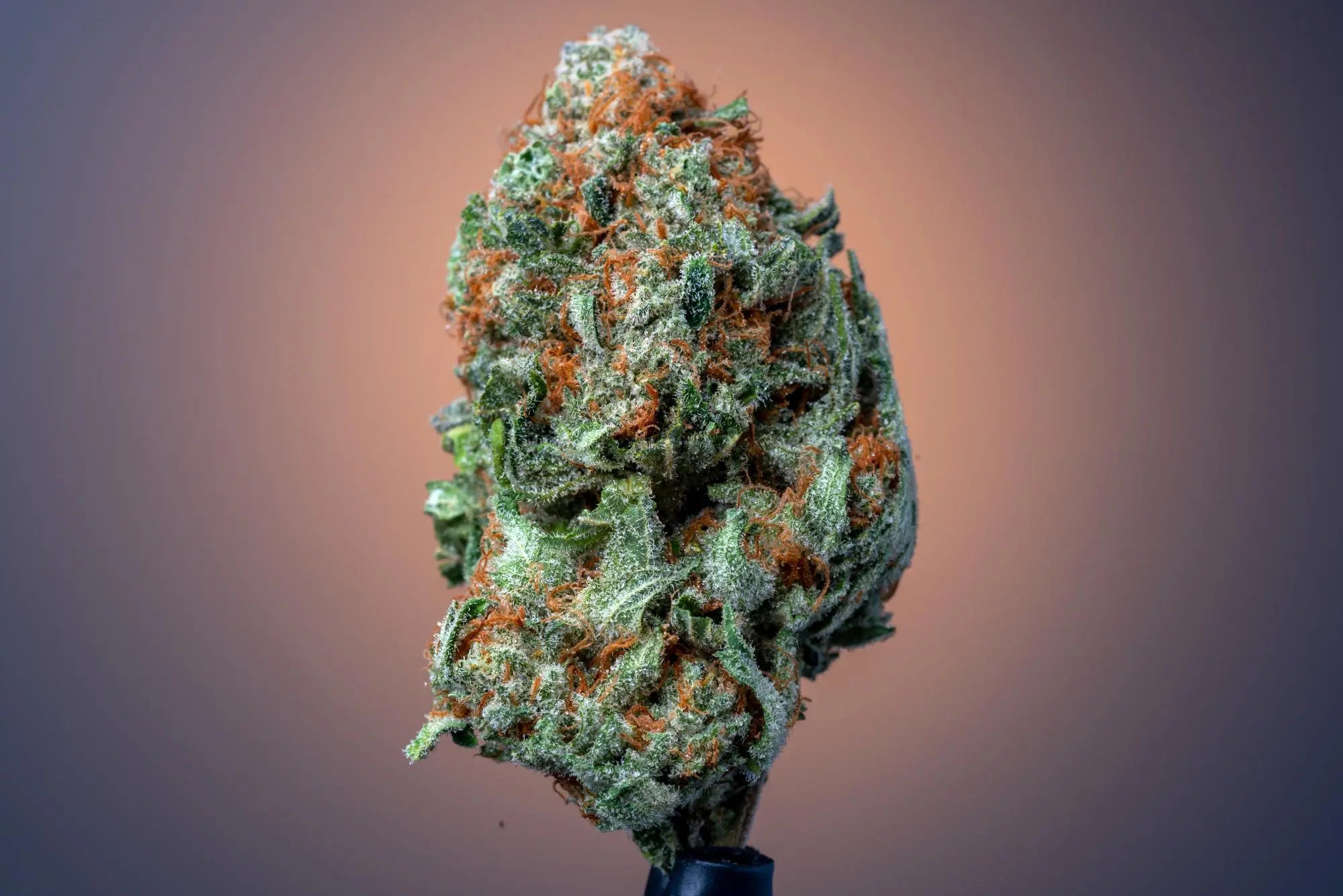 What Is THCA Flower Why Is It Legal Frisco Labs Frisco Labs What Is THCA Flower Why Is It Legal Frisco Labs Frisco Labs