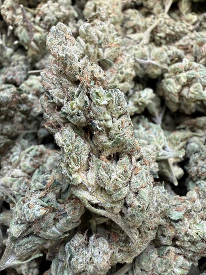 1 Pound Gary Payton Runtz THCA Flower | Bulk Greenhouse Hemp | Frisco ...