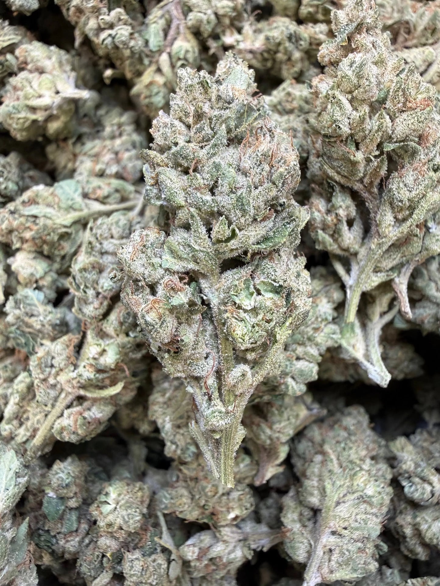 1 Pound Gary Payton Runtz THCA Flower | Bulk Greenhouse Hemp | Frisco ...