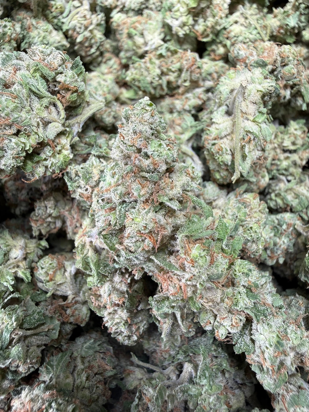 1 Pound – Midnight Fuel THCA Strain | Heavy Gas Indoor Exotic | Frisco ...
