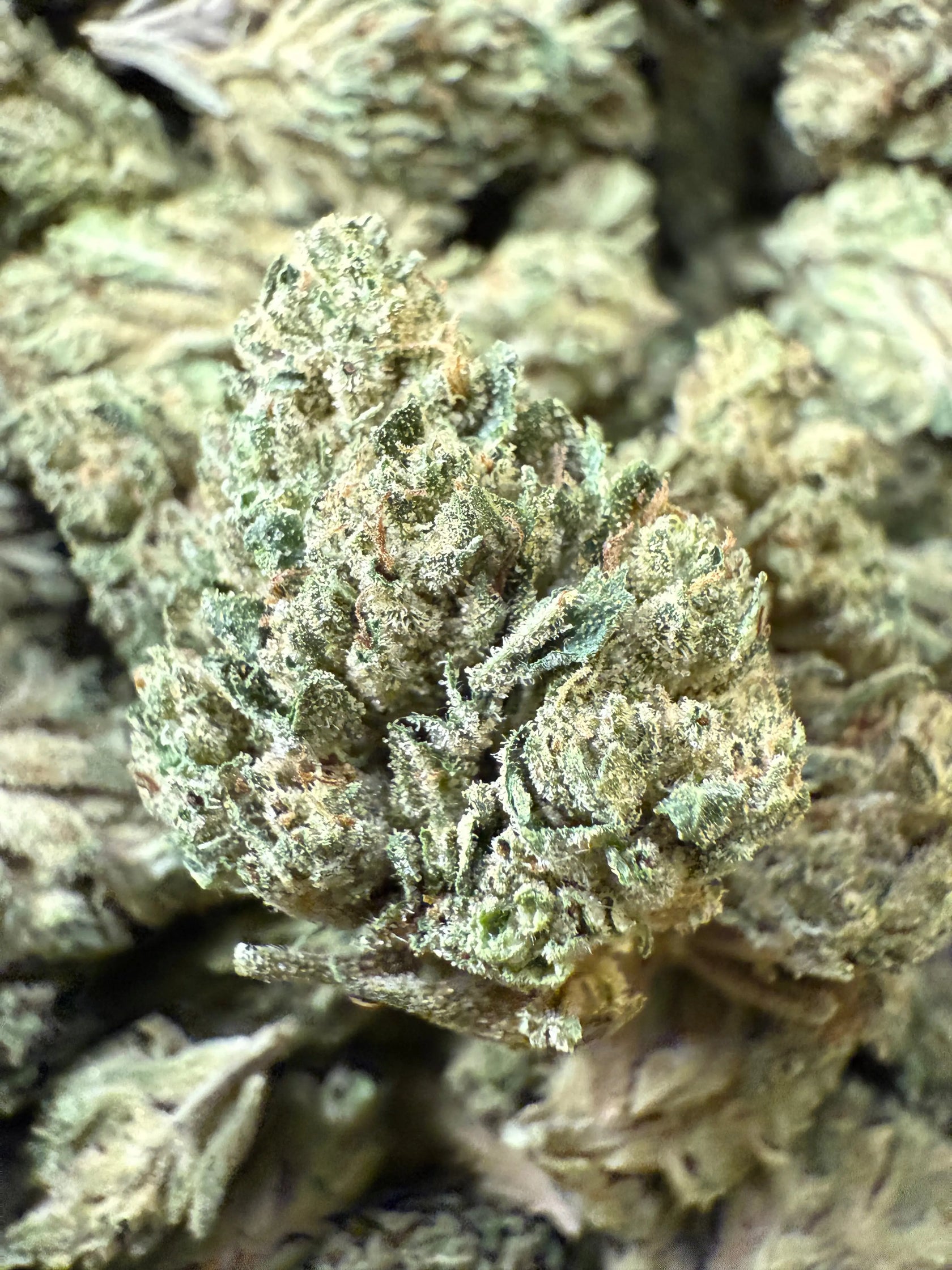 1lb Sour Cheezel THCA Flower | Funky Hybrid Bulk Strain | Frisco Labs ...