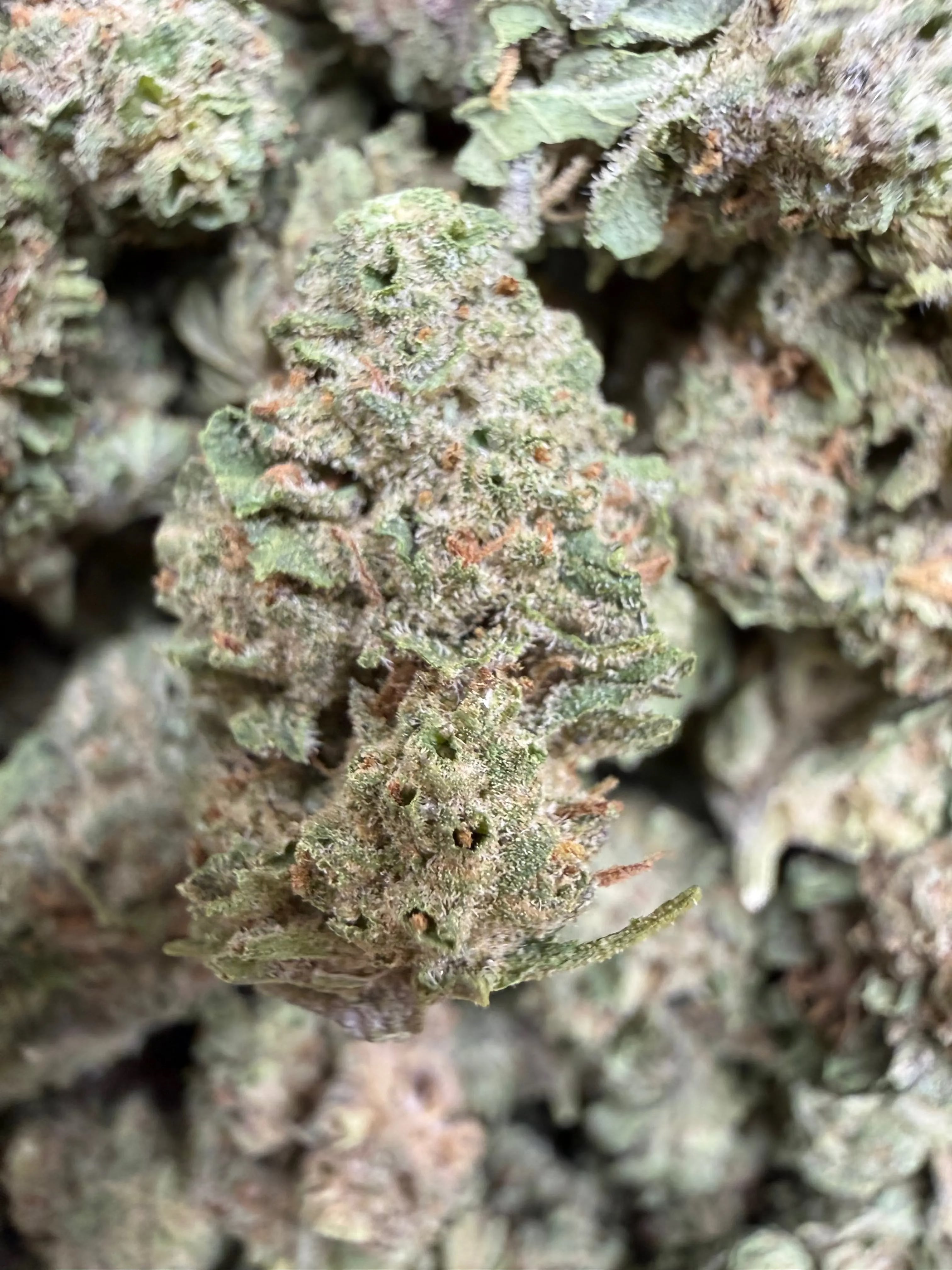 Wild Card THCA Flower – 1 Pound (Smalls) | Unique Hybrid Thca Strain ...