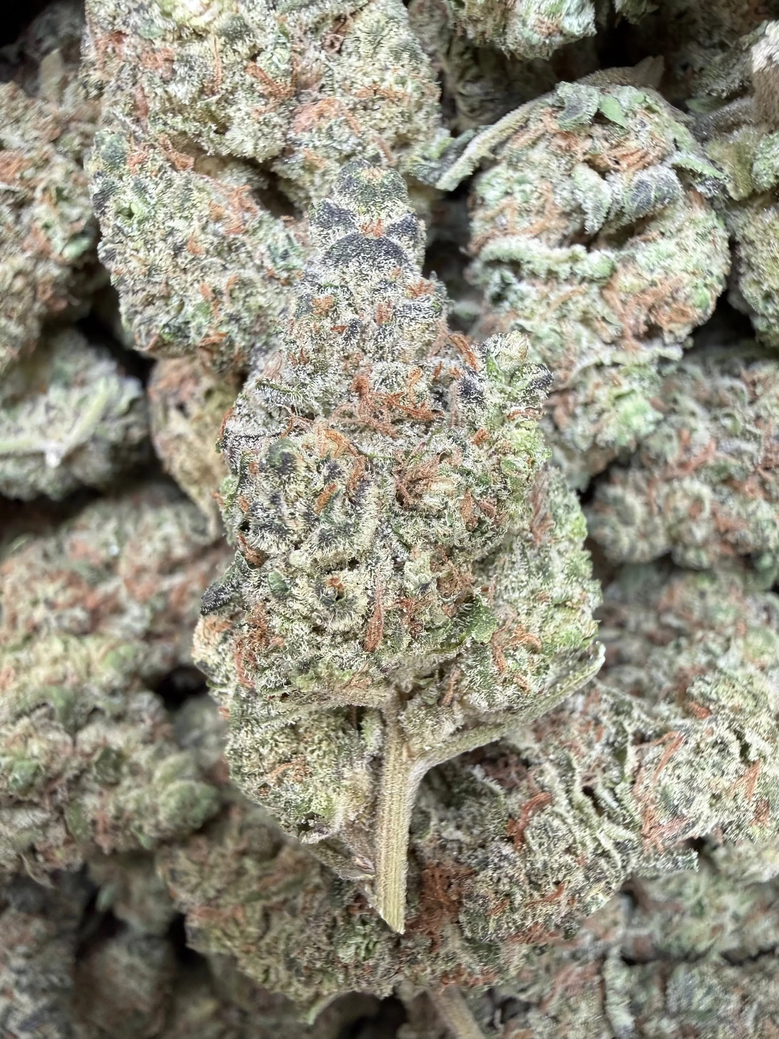 Smackers THCA Flower – 1 Pound (Indoor Exotic) | Candy Gas Hybrid ...