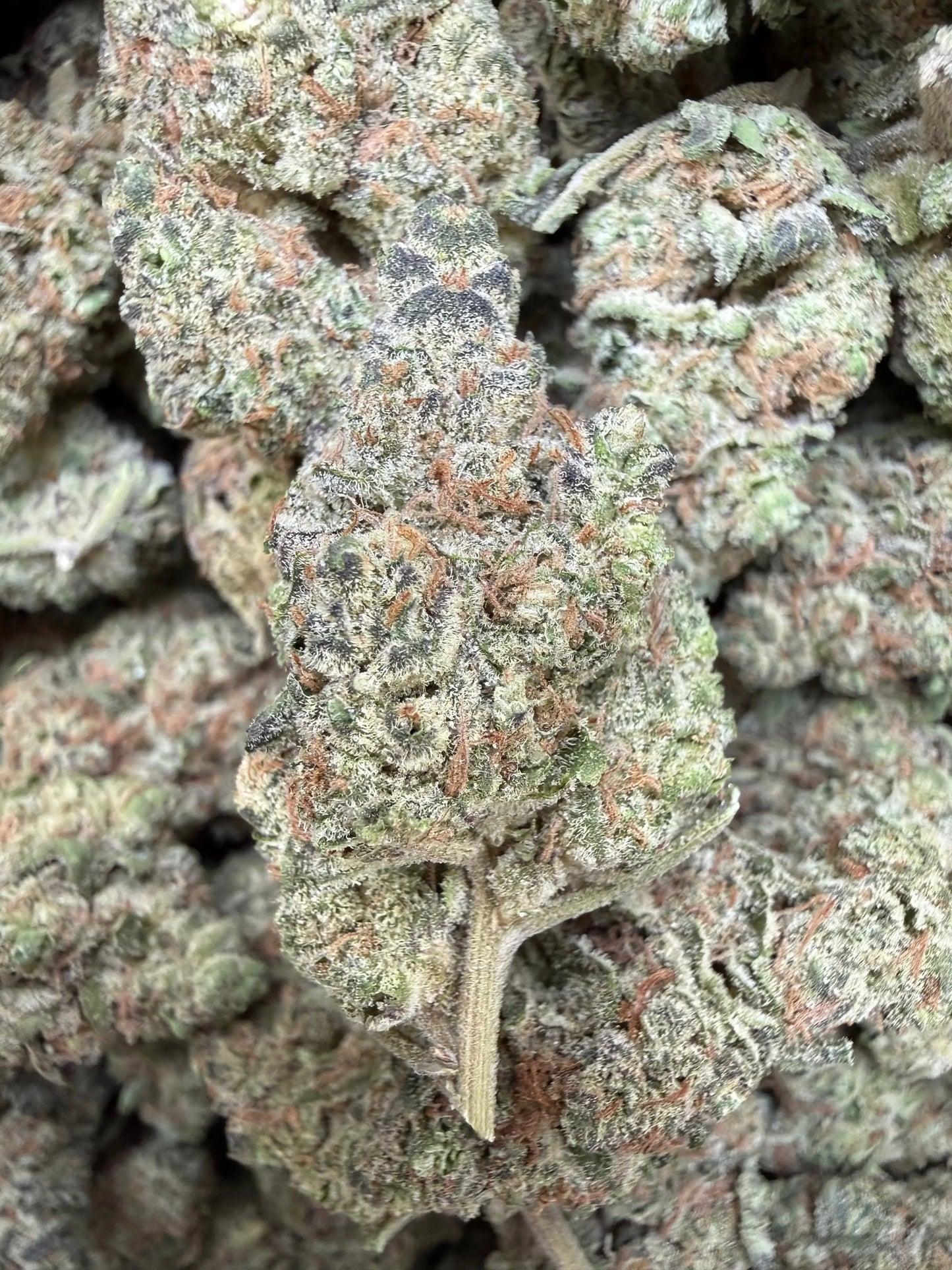 1 Pound Smackerz THCA Strain | Bulk THCA Flower | Frisco Labs – Frisco ...