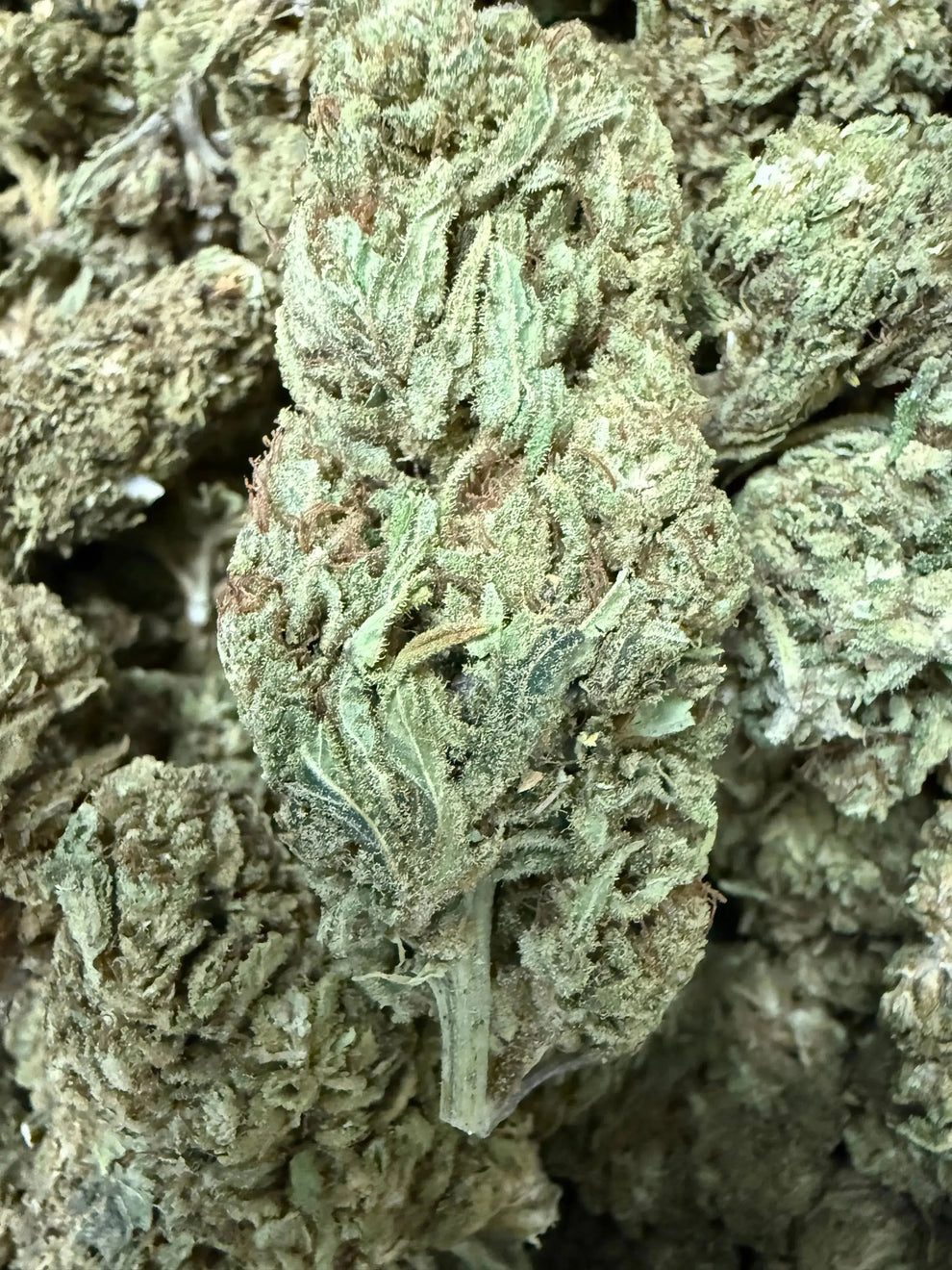 CBD Hemp Flower $99 a Pound - Super Silver Haze - 16 oz. - Frisco Labs ...