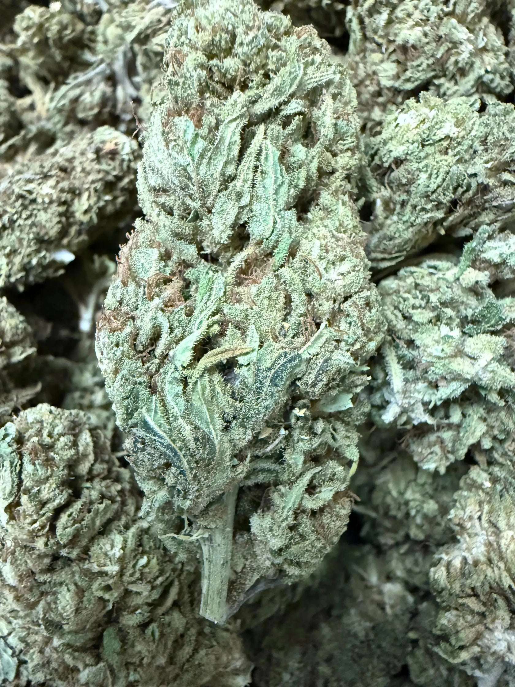 CBD Hemp Flower $99 a Pound - Super Silver Haze - 16 oz. - Frisco Labs ...