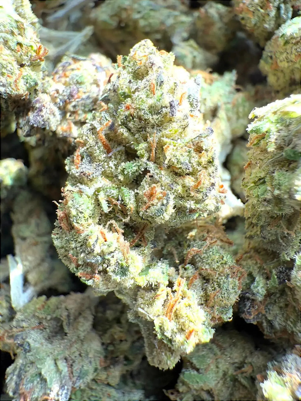 AAA Exotic Pink Runtz Strain Flower for Sale | Frisco Labs Exclusive ...