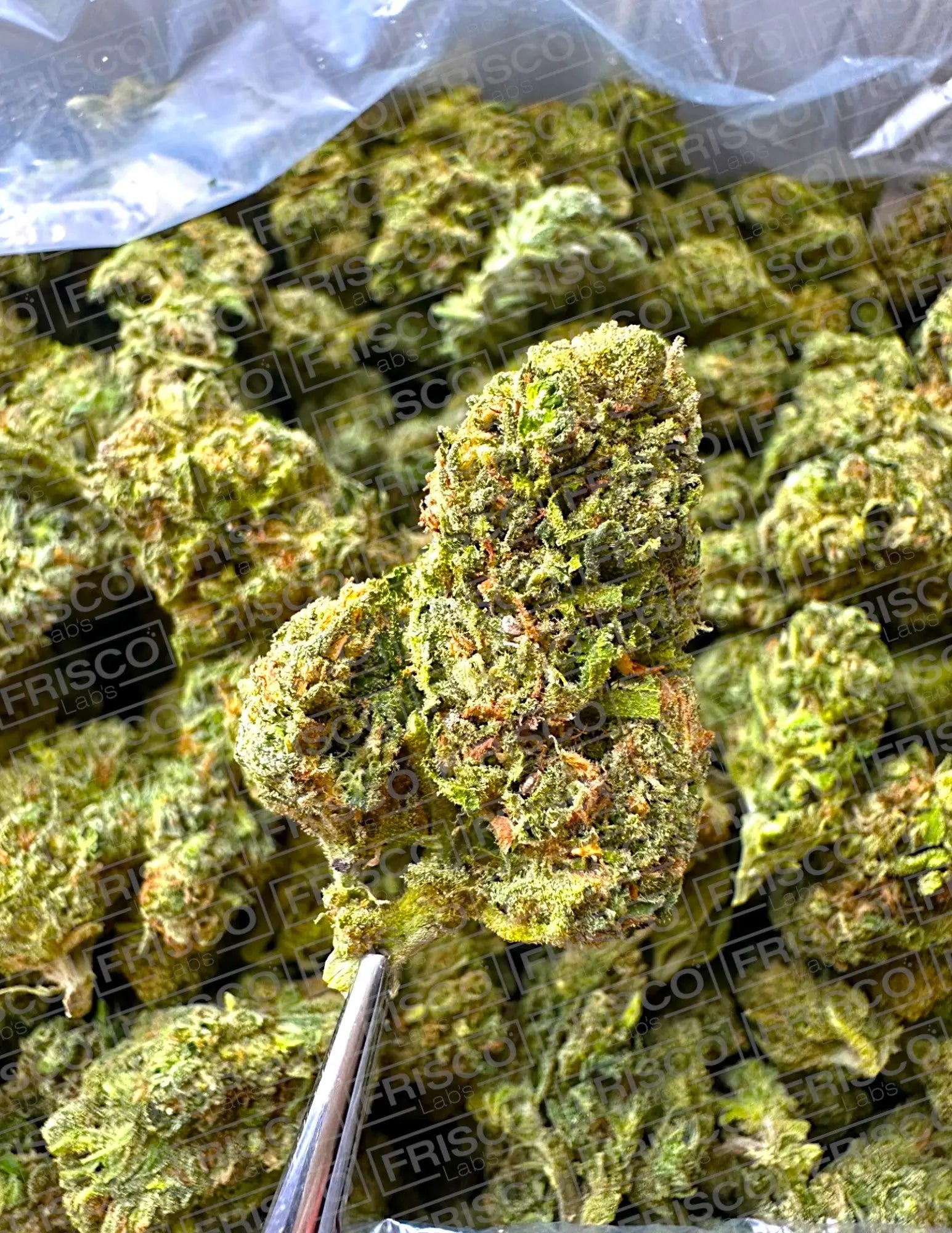 Indoor Platinum Blue Dream THCA Strain | Frisco Labs Exclusive