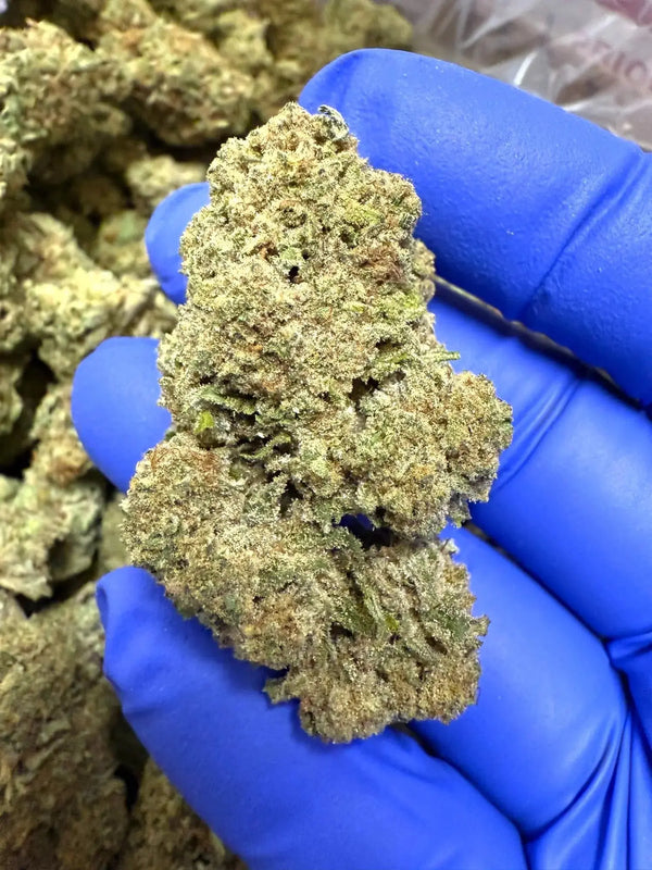 Purple Punch Strain THCA Flower For Sale | Frisco Labs Exclusive